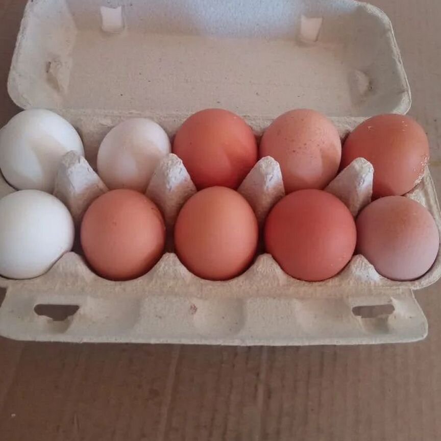 Яйцо домашнее