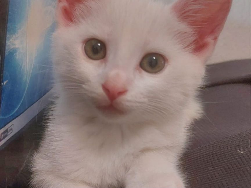 Турецкая ангора