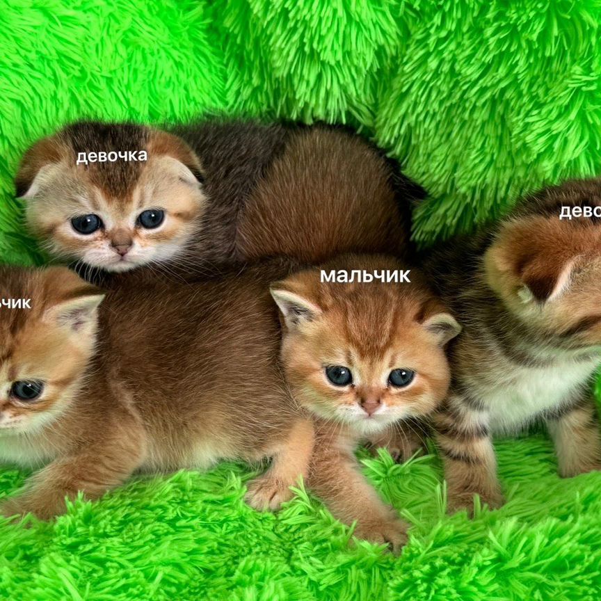 Котята золотая шиншилла