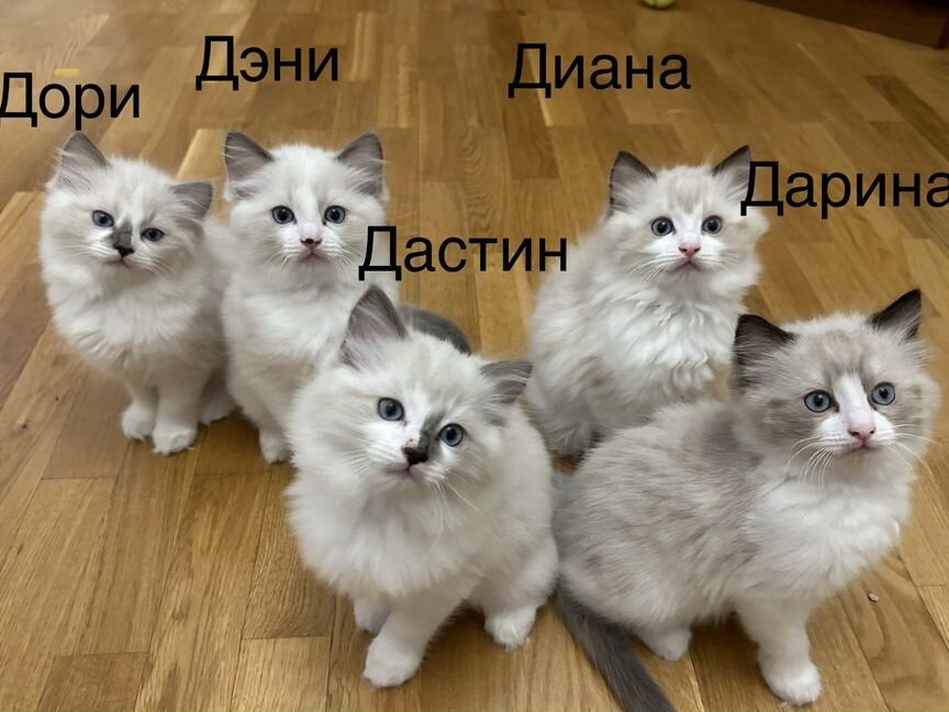 Рэгдолл котята