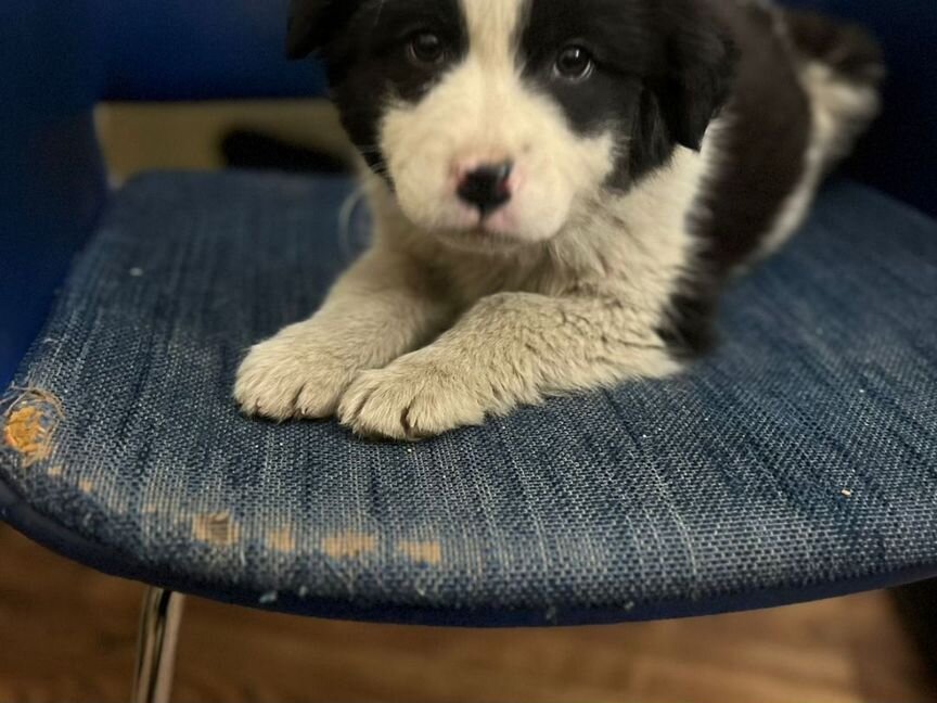 Собака в добрые руки