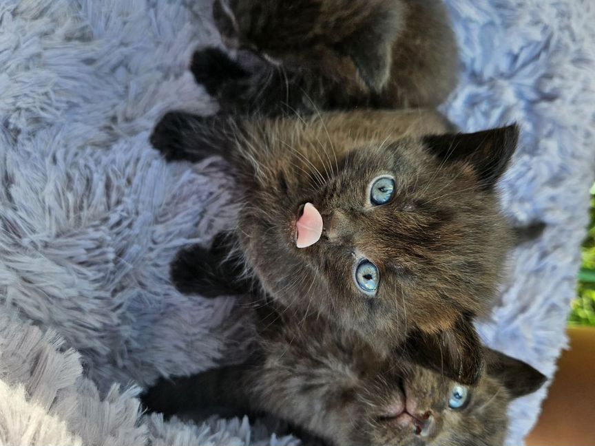 Британские котята