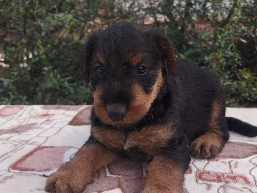 Щенки эрдельтерьера