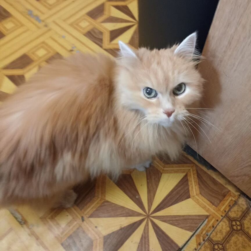 Ищет новую семью котик