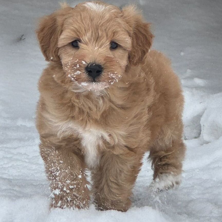 Мальтипу, щенок