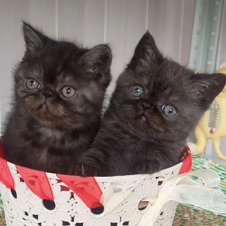Малышки Экзотические короткошерстные