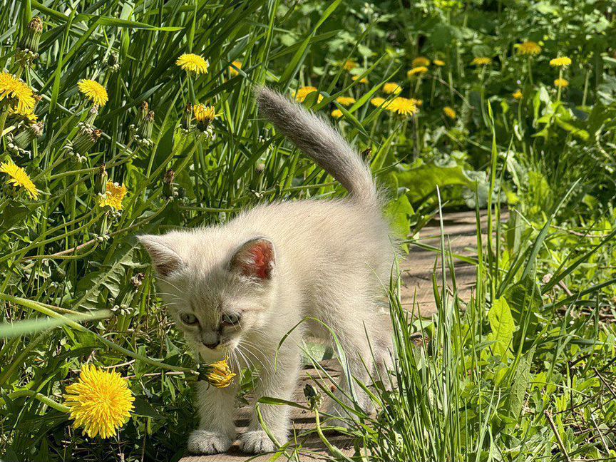 Котятки от британки