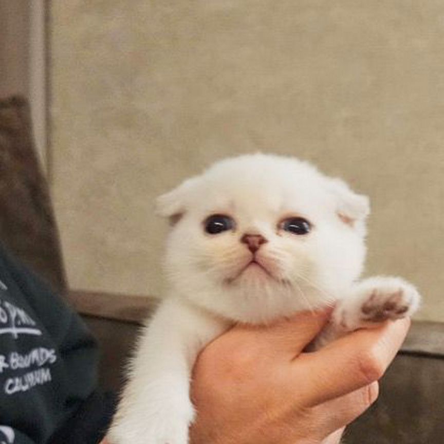 Шотландские вислоухие котята