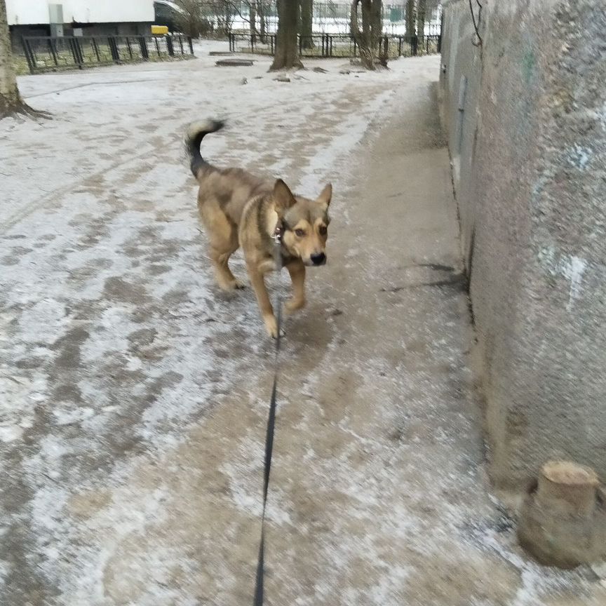Собака в добрые руки отдам бесплатно