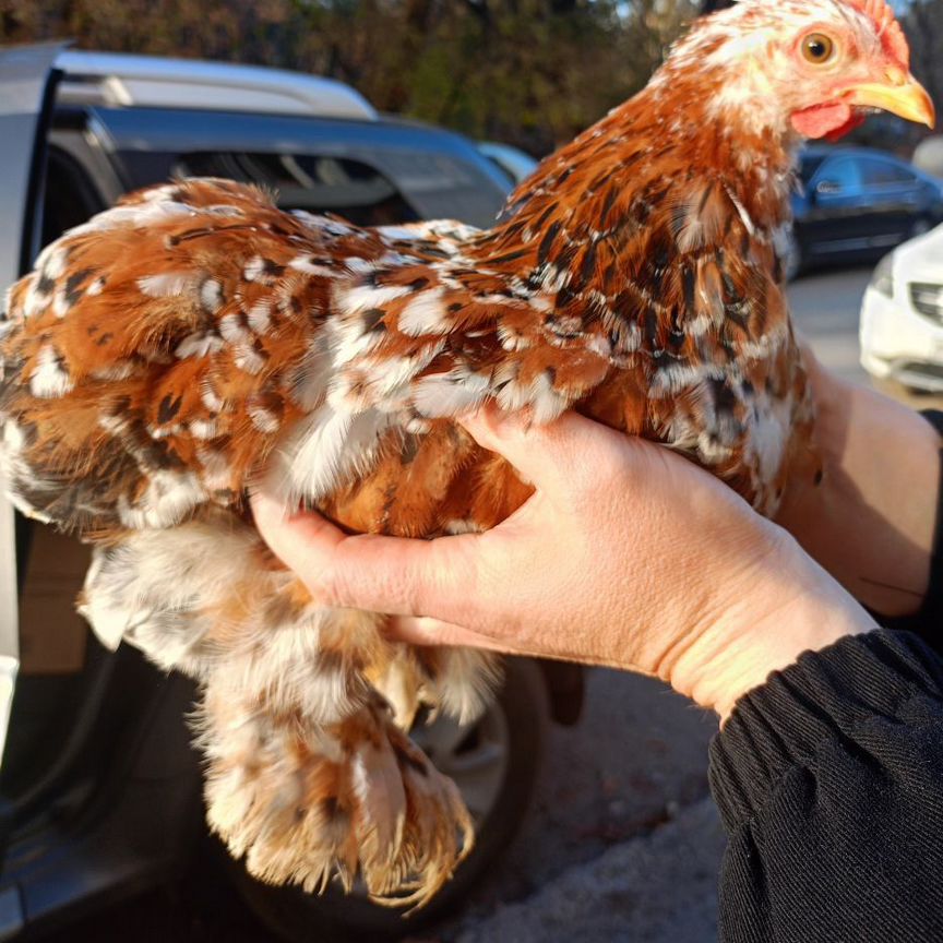 Инкубационное яйцо