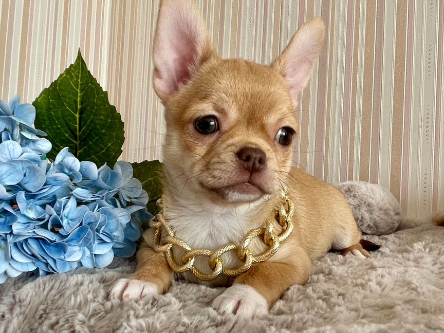 Чихуахуа щенок девочка