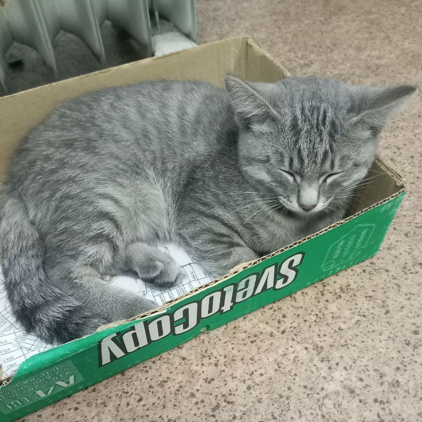 Котёнок в добрые руки