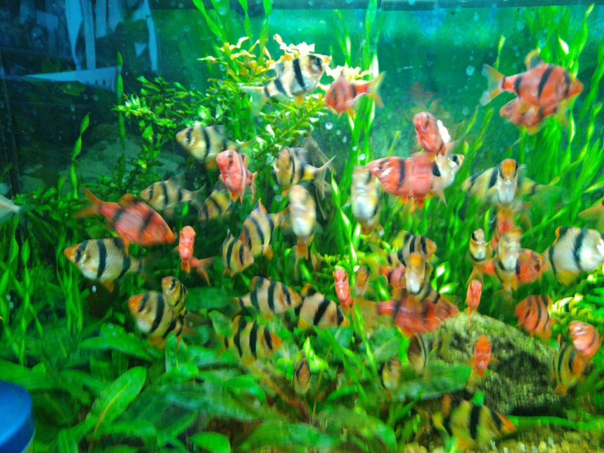 Барбусы суматранские