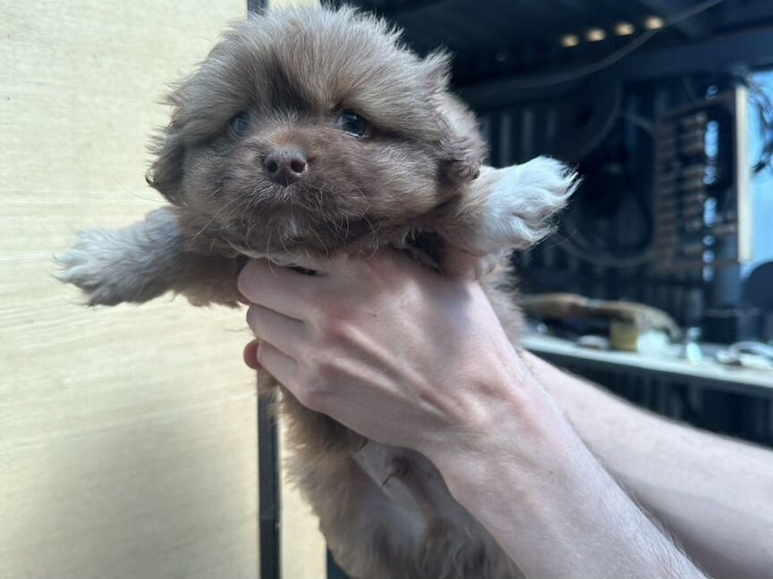 Щенки пикинеса