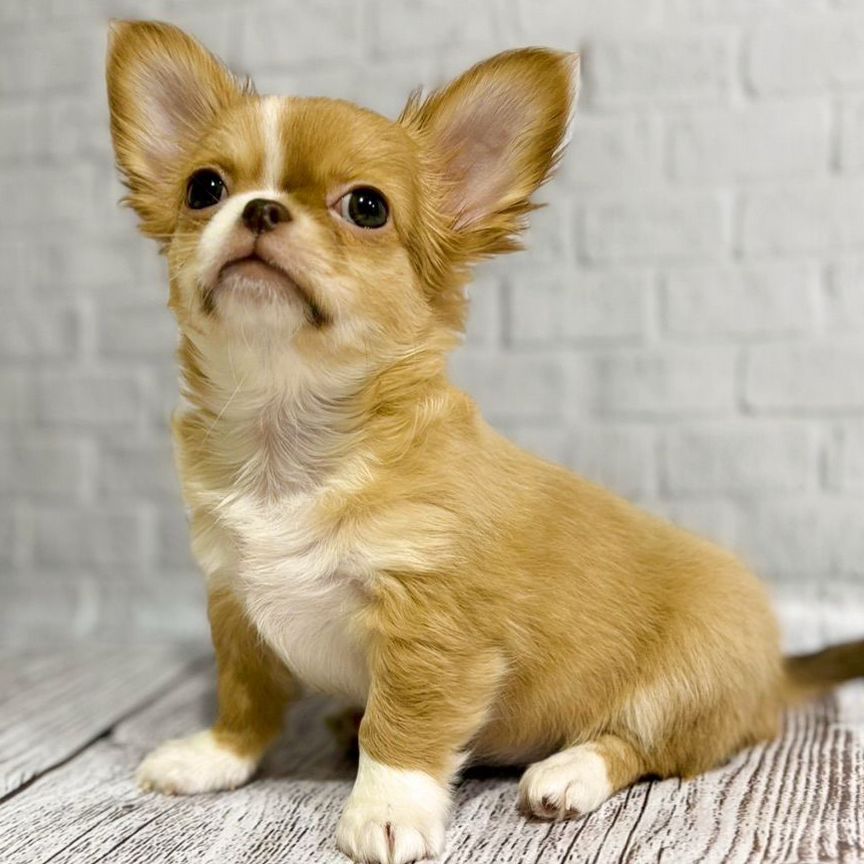 Девочка чихуахуа д/ш