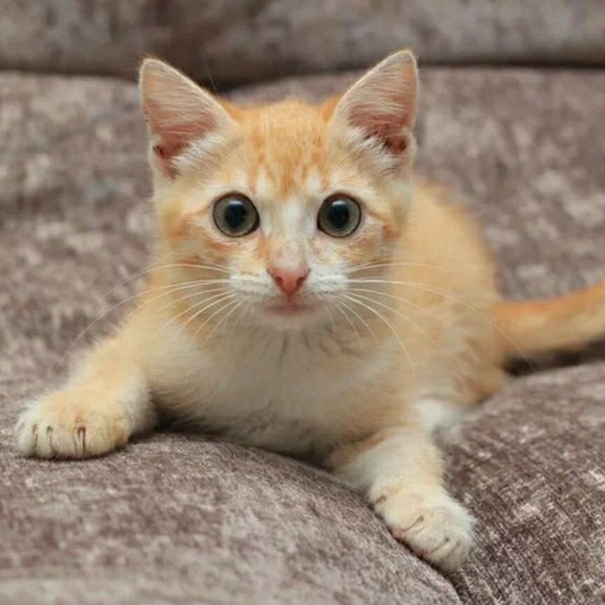 Рыжий котенок девочка в добрые руки