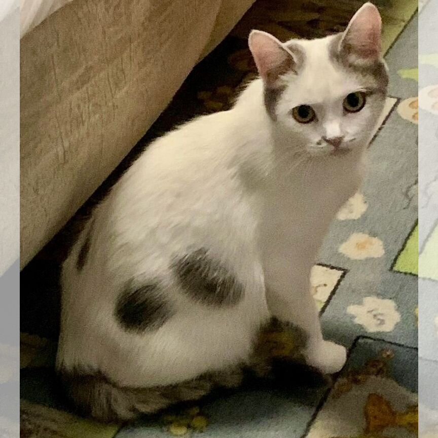 Взрослая кошка в добрые руки