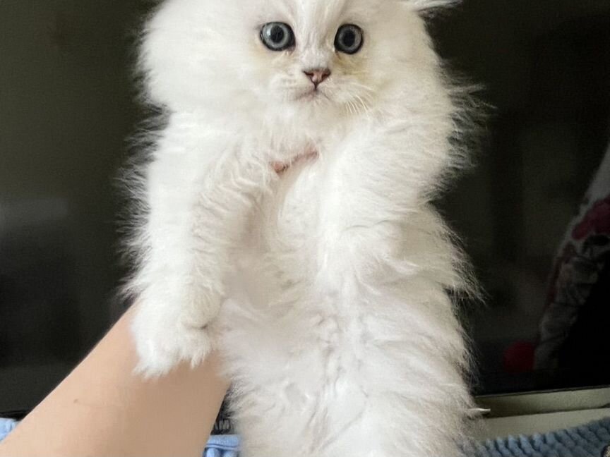 Персидская шиншилла мальчик