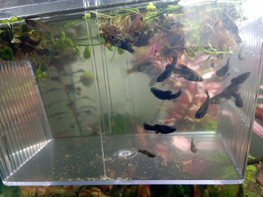 Молинезии, улитки, зелень