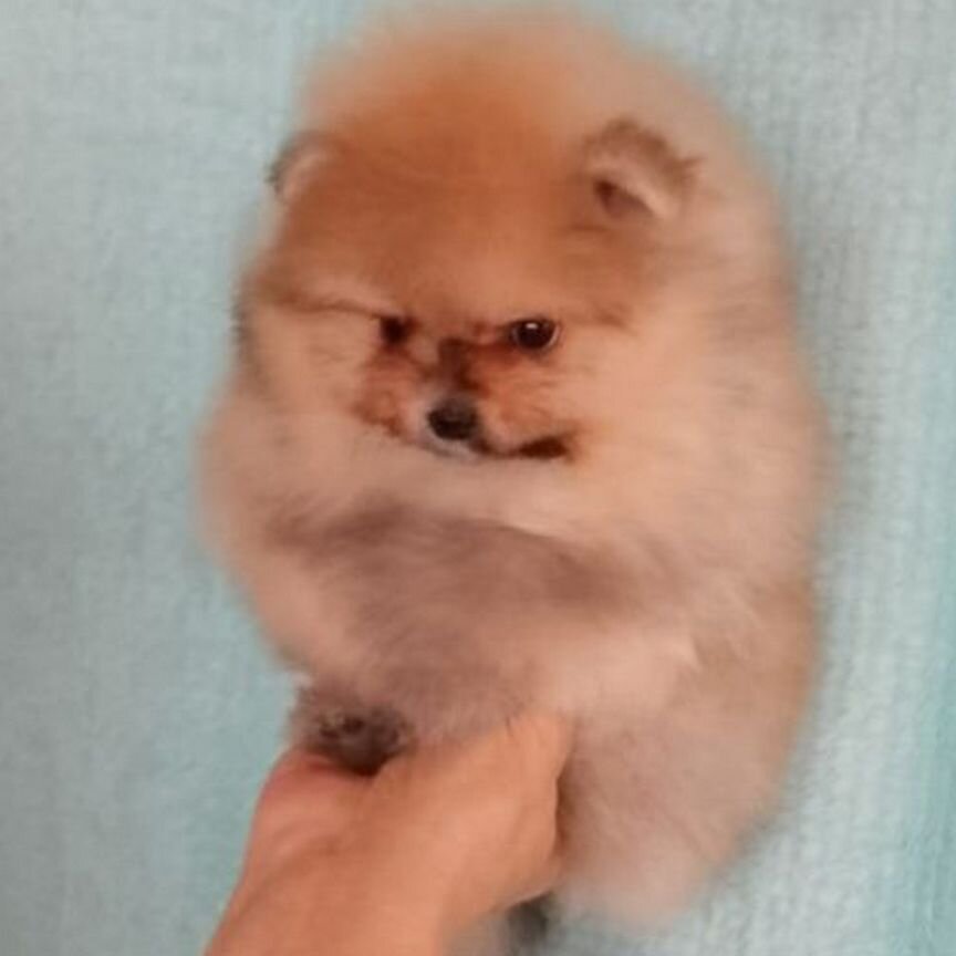 Померанский шпиц, щенок