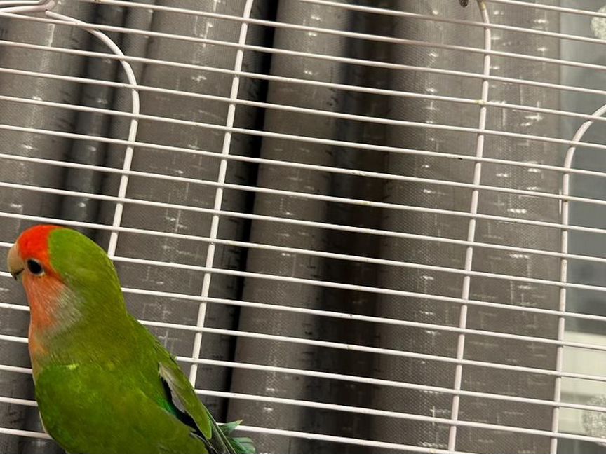 Попугай с клеткой