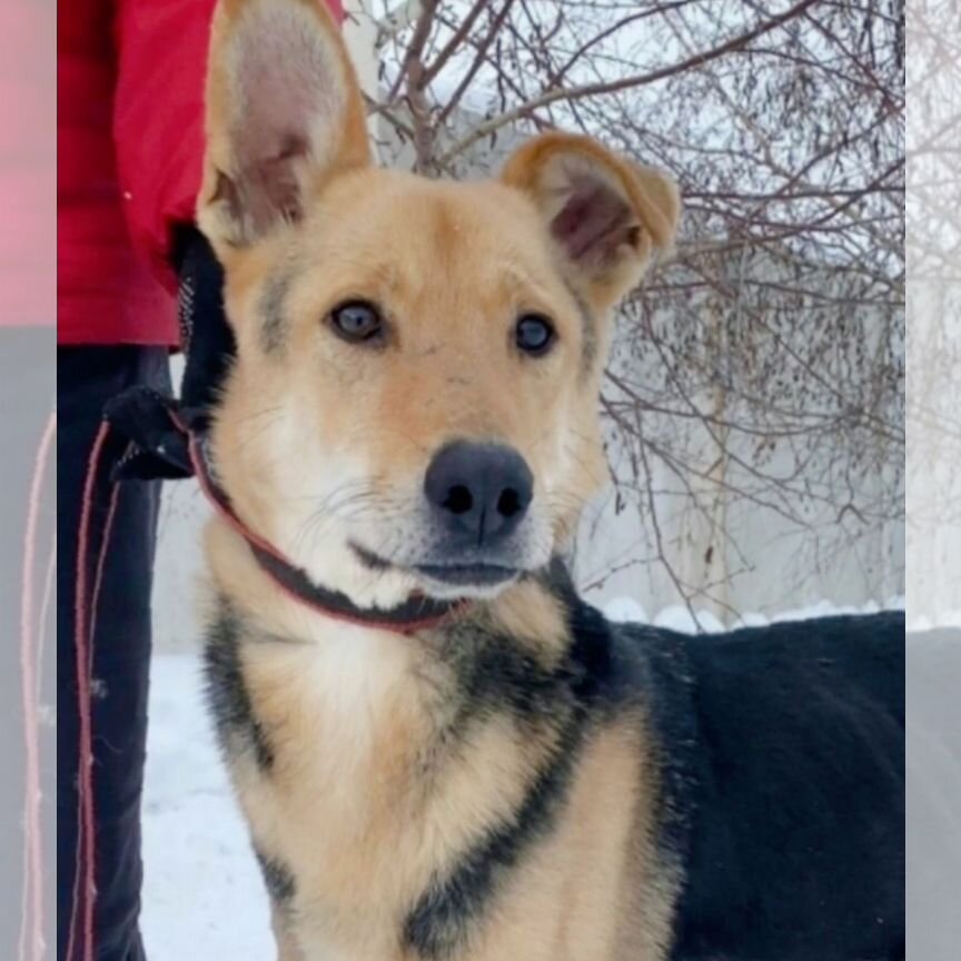 Взрослый пёс в добрые руки