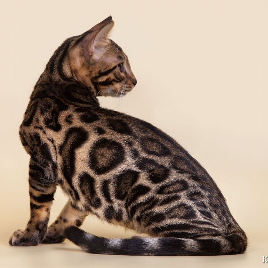 Бенгальские котята