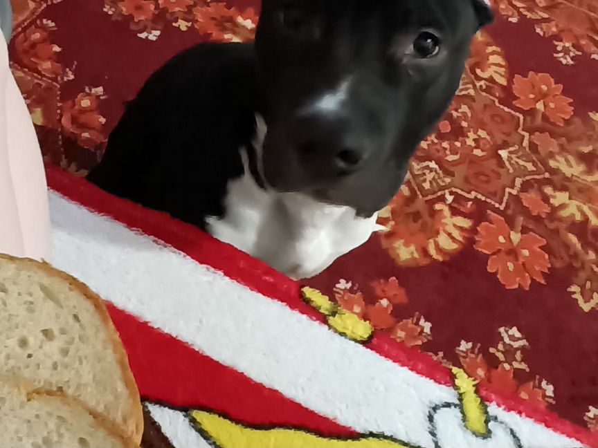 Щенок стаффорда