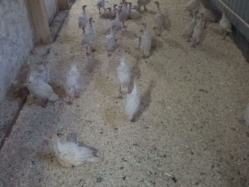 Индюшата биг 6 месяц