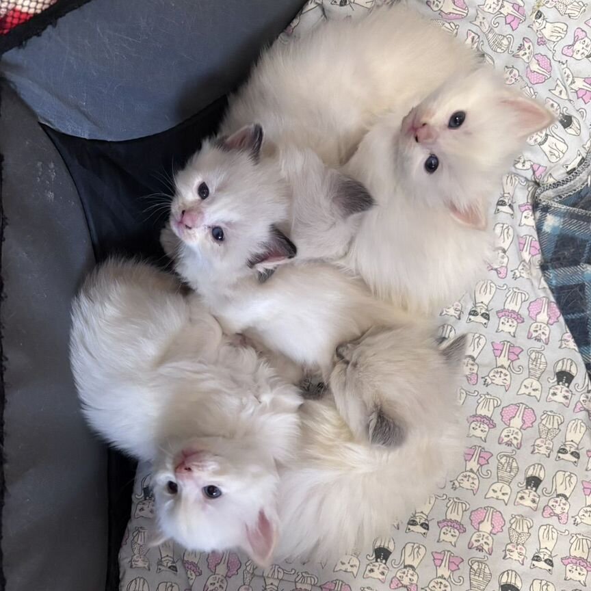 Котята невская маскарадная