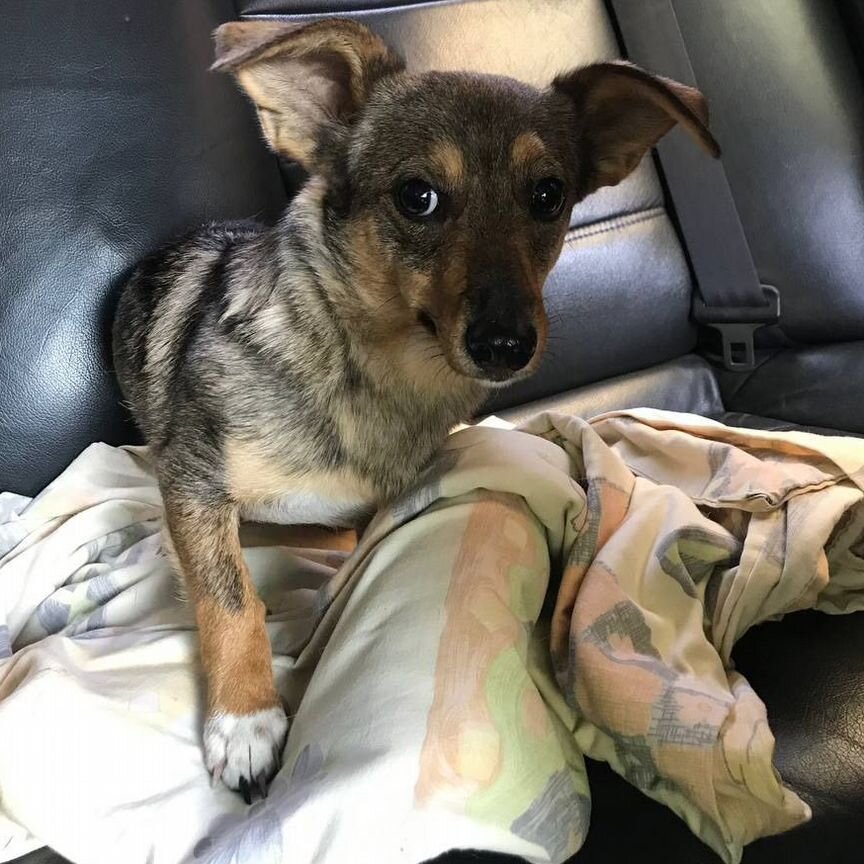 Взрослый пёс в добрые руки