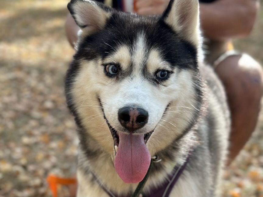 Очаровательный, душевный хаски оказался в приюте