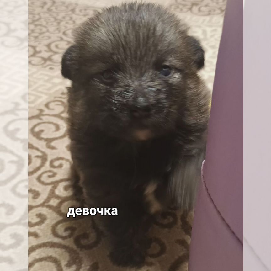 Лайка, щенок