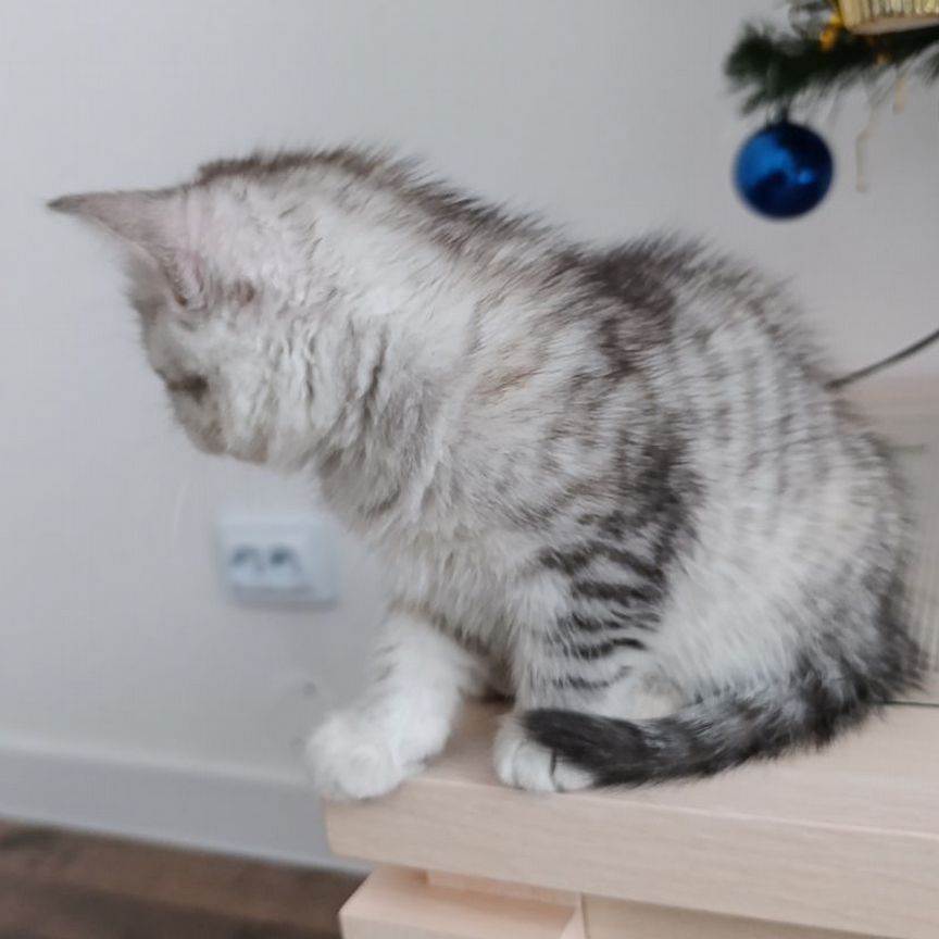 Шотландский вислоухий короткошёрстный котёнок