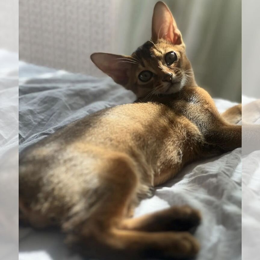 Абиссинский котёнок
