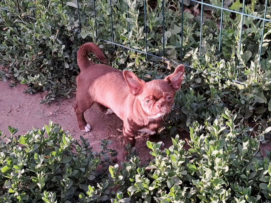 Чихуахуа подрощенный мальчик