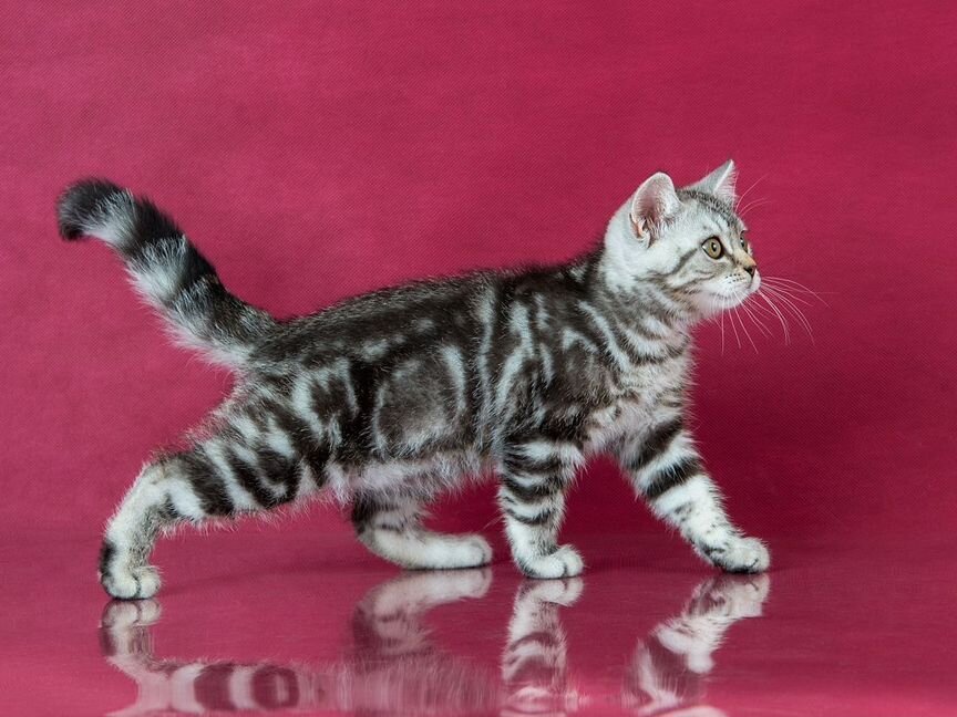 Британские котята