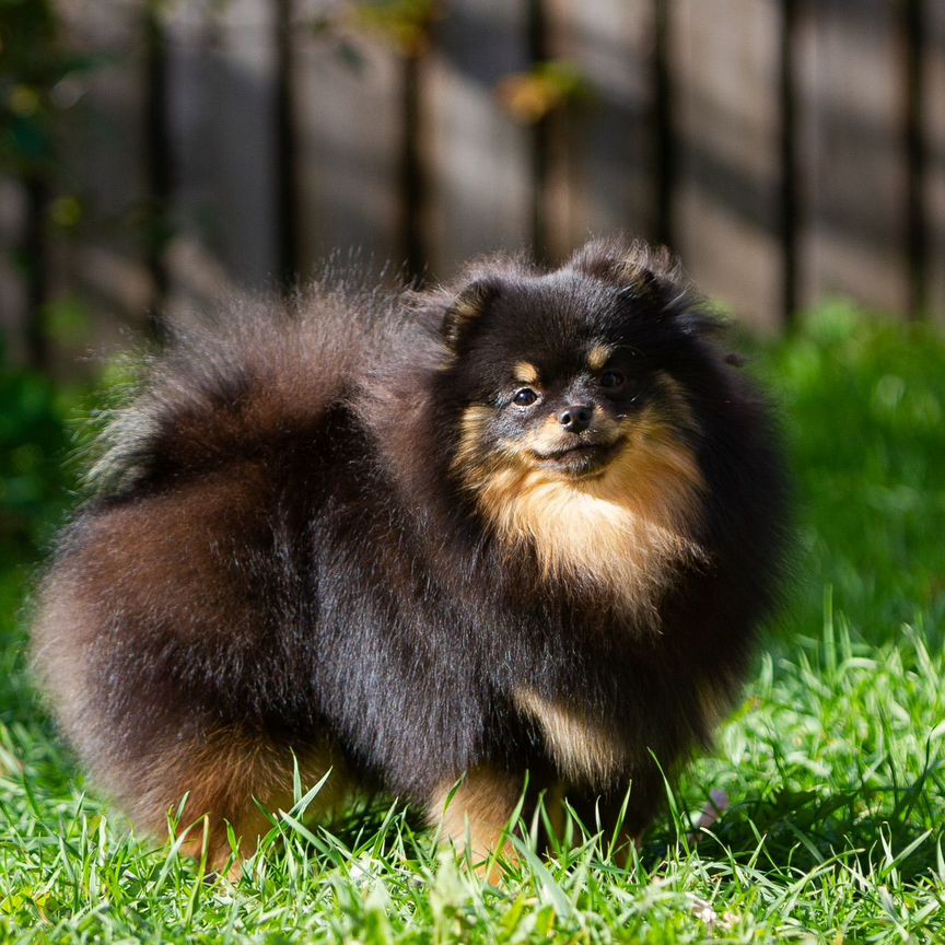 Красивый черно-подпалый мальчик