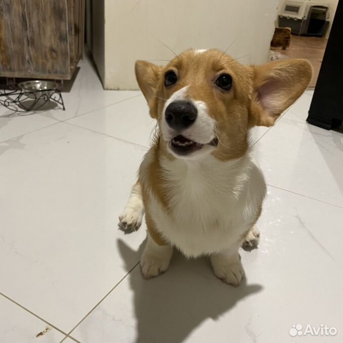 Вельш-корги пемброк девочка