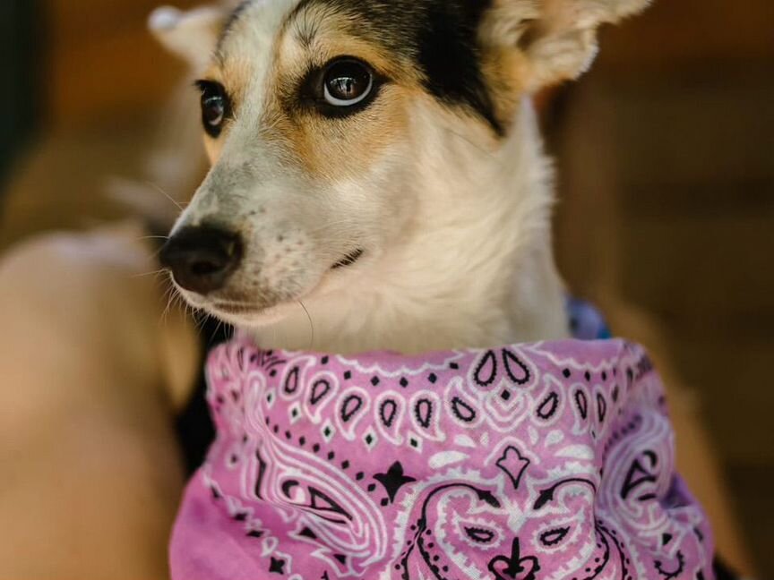 Щенок Мальта в поиске заботливой семьи