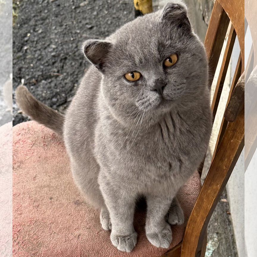 Взрослый кот в добрые руки