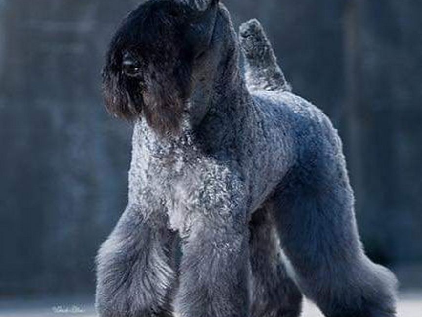 Щенки керри блю терьера