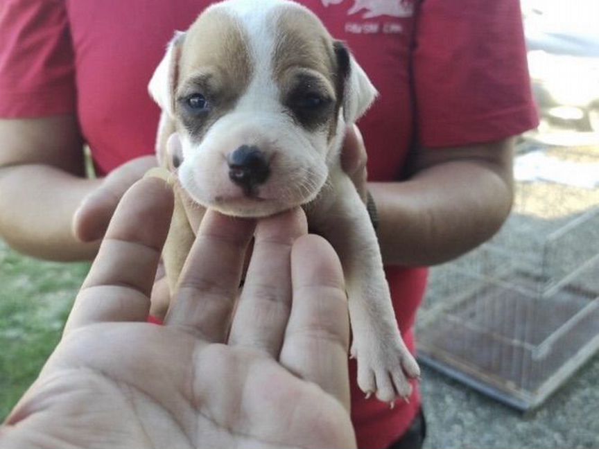 Щенки стаффорда