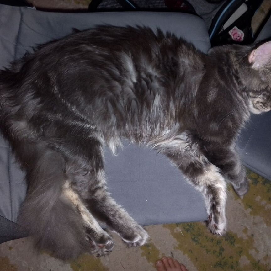 Мейн-кун котёнок