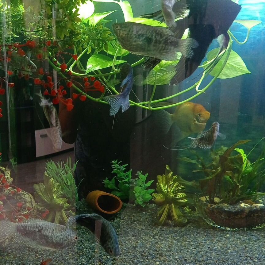 Гурами мраморный