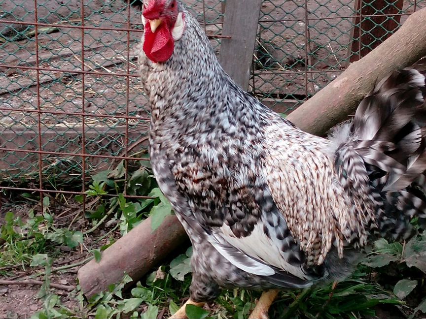 Петух легбар 5,5 месяцев