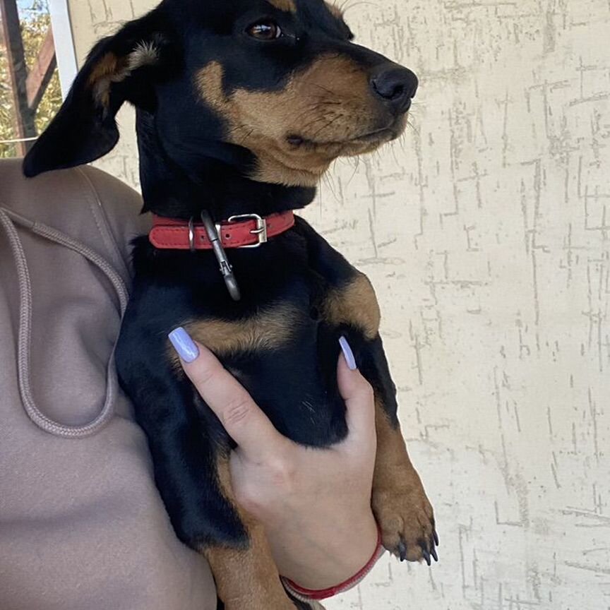 Такса в добрую семью