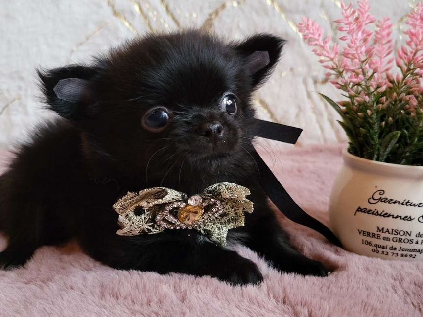 Черная леди