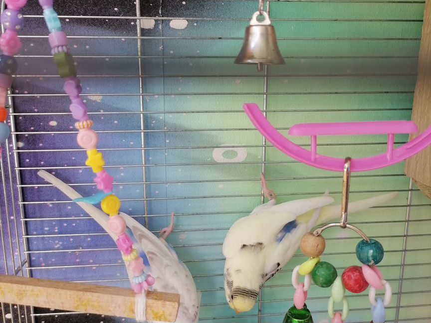 Волнистый попугай с клеткой