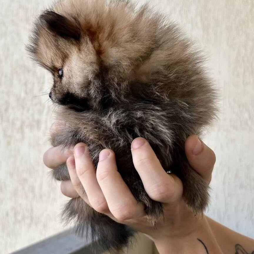 Померанский шпиц, щенок